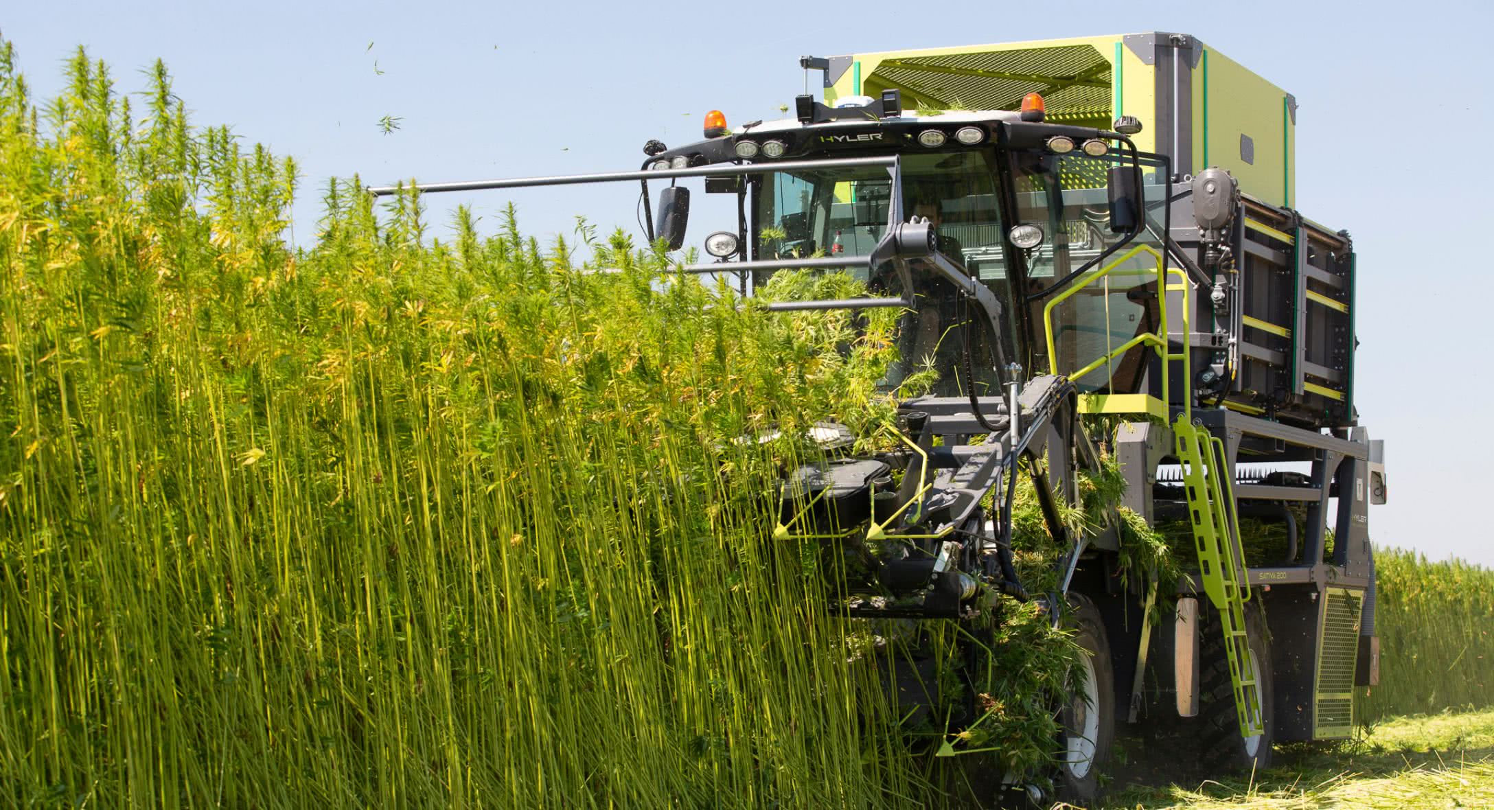 All about european hemp | ALLIANCE