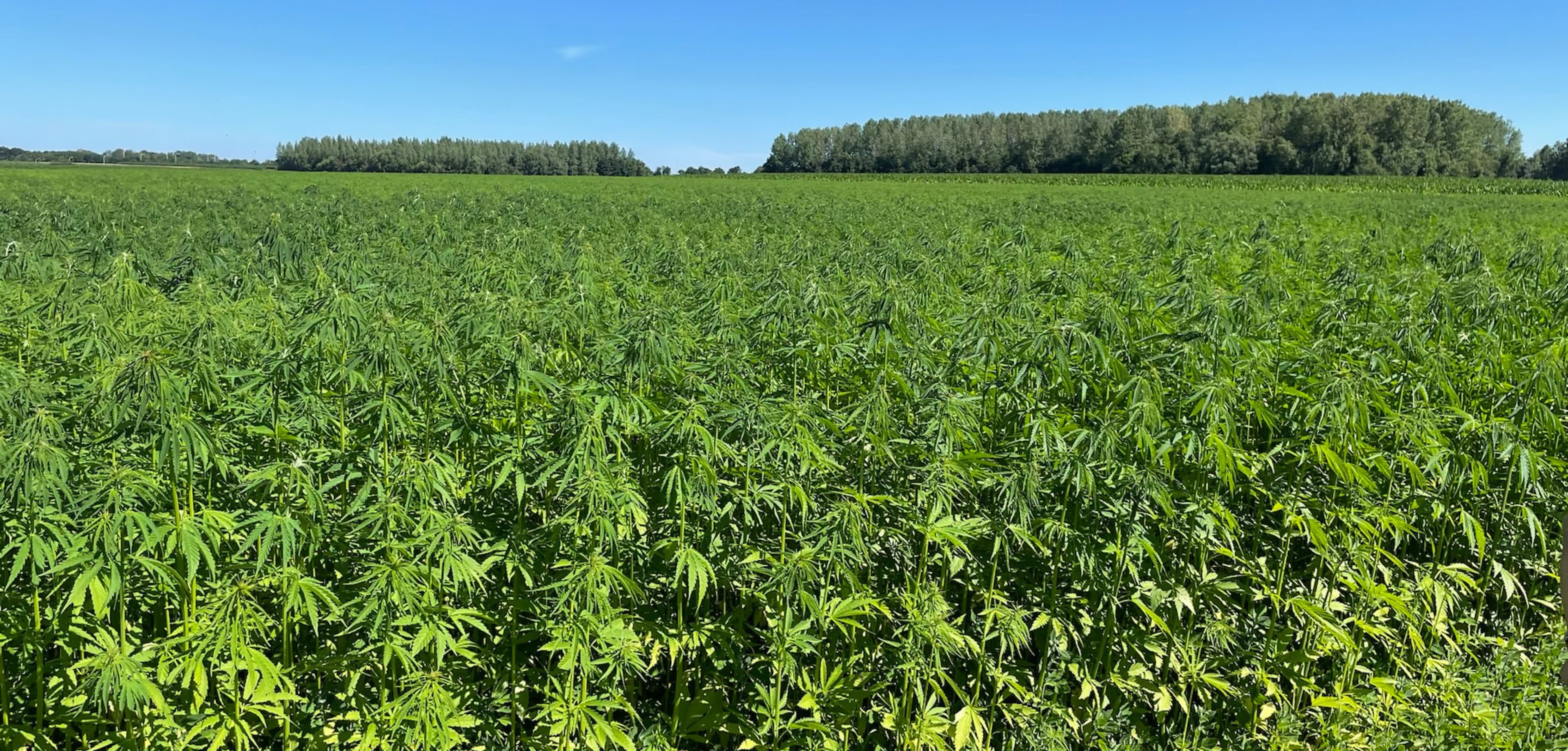 All about european hemp | ALLIANCE