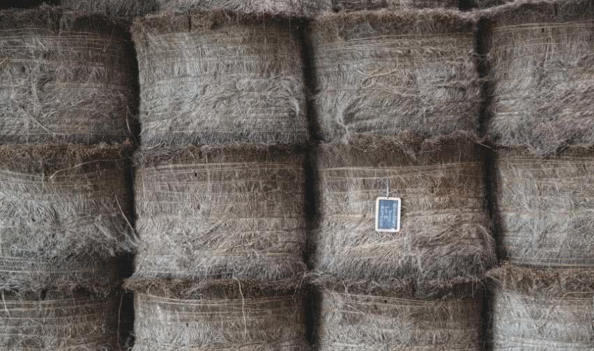 Tout savoir sur le lin européen | ALLIANCE