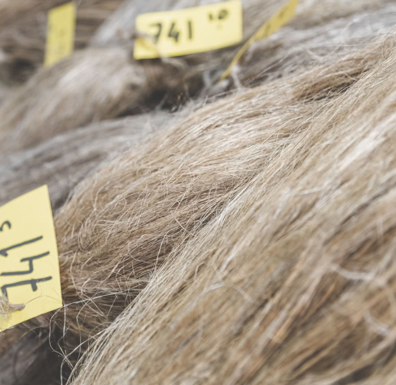 Tout savoir sur le lin européen | ALLIANCE