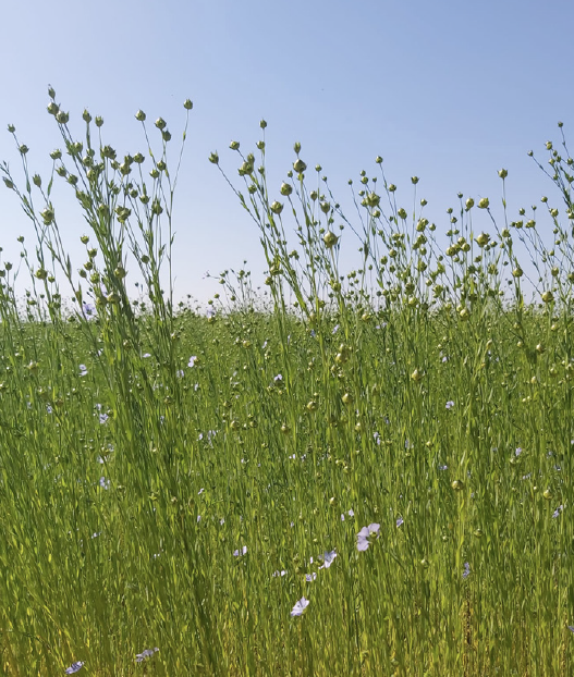 Design Parade 2025: 7 Projects Reinventing European Flax-Linen | ALLIANCE